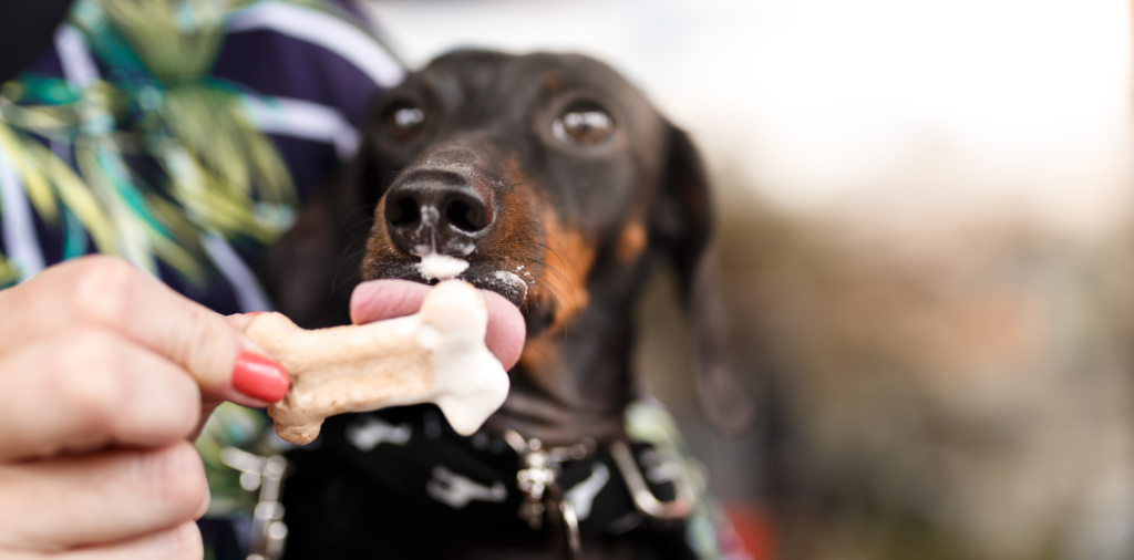 Co pies lubi najbardziej? - psiPARK.pl