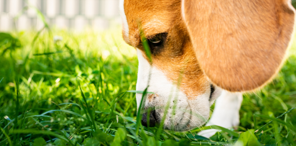 Dlaczego pies je kupy? - psiPARK.pl