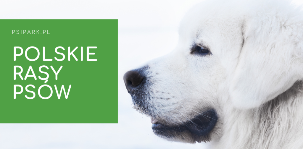 Polskie rasy psów - psiPARK.pl