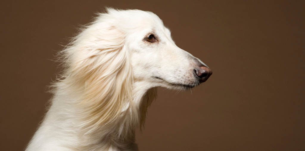 Chart afgański – opis rasy - psiPARK.pl