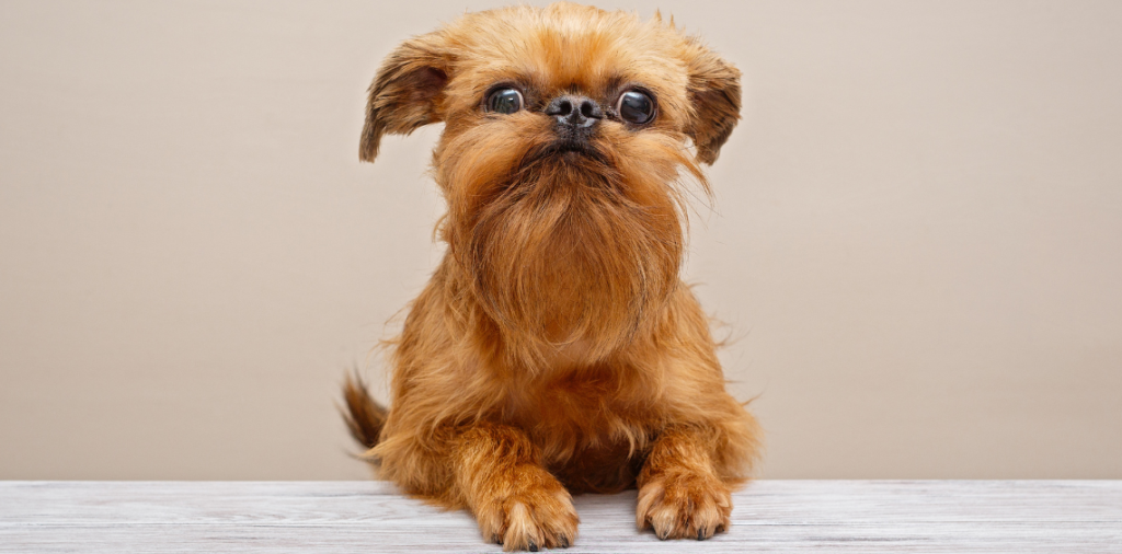 Gryfon, a właściwie Gryfonik – opis rasy psa - psiPARK.pl