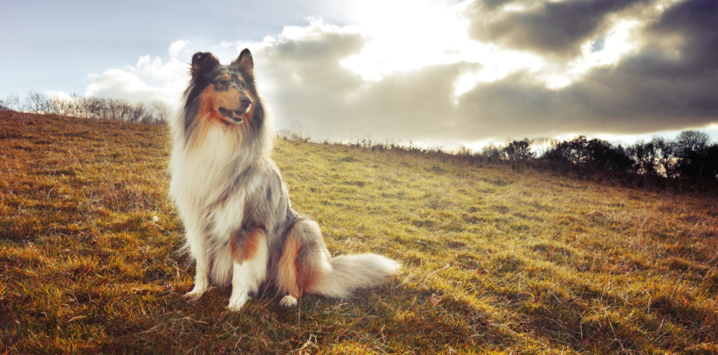 Lassie Pies, który zdobył serca czytelników i widzów - psiPARK.pl