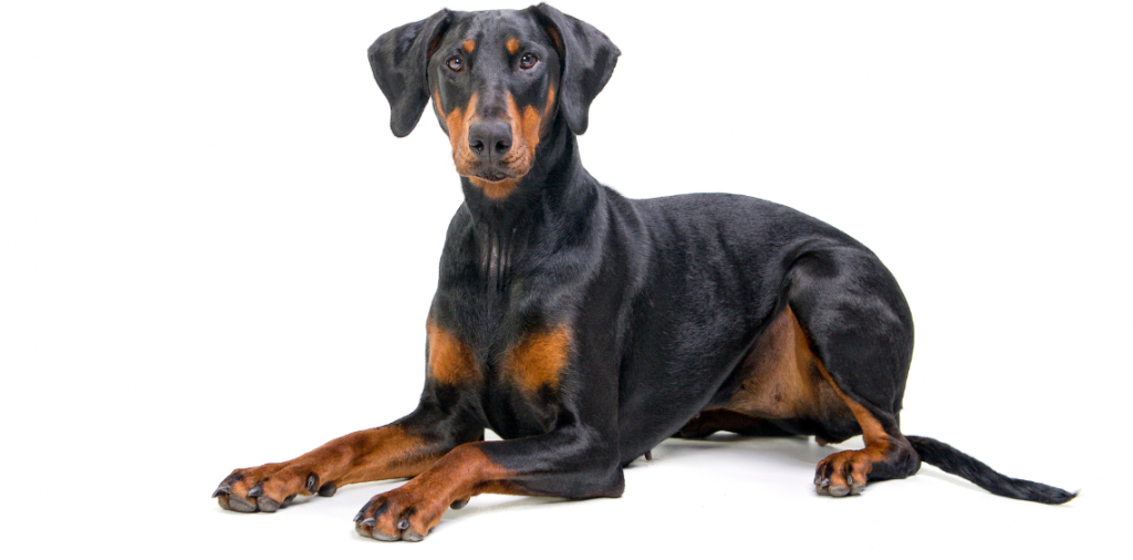 Psy obronne - psiPARK.pl