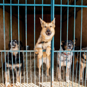 Jak pomóc psom w schroniskach? Pomaganie zimą - psiPARK.pl