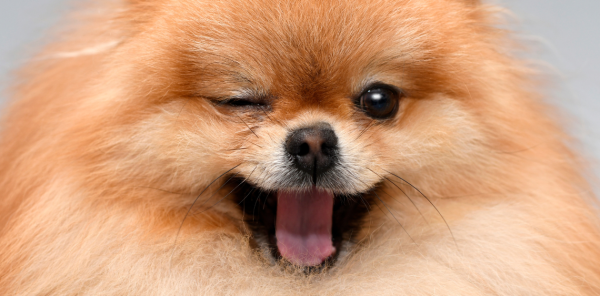 Jaki opis do zdjęcia psa? - psiPARK.pl