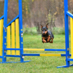 Agility dla psa – wszystko co musisz wiedzieć! - psiPARK.pl