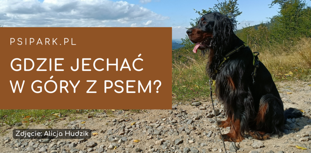 Gdzie jechać w góry z psem? - psiPARK.pl