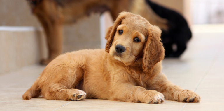 Pierwsze dni szczeniaka w nowym domu: jak ułatwić pieskowi aklimatyzację? - psiPARK.pl