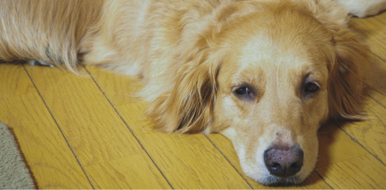 Wypadanie sierści u psa – kiedy należy się tym martwić? Przyczyny ...